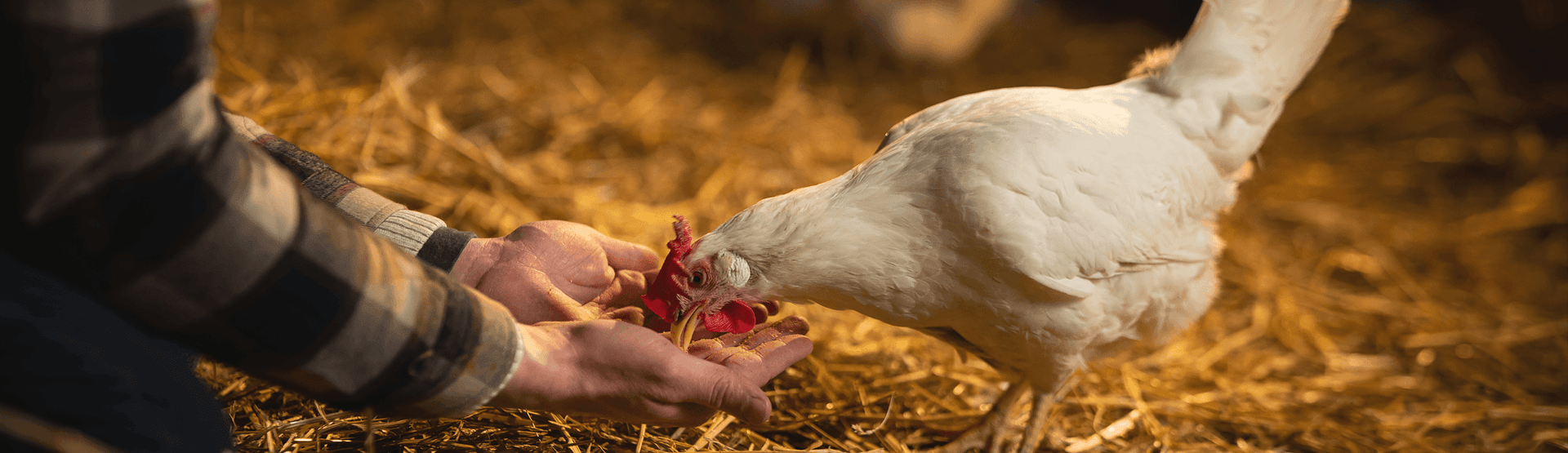 Animal nutrition | Adisseo — LATAM